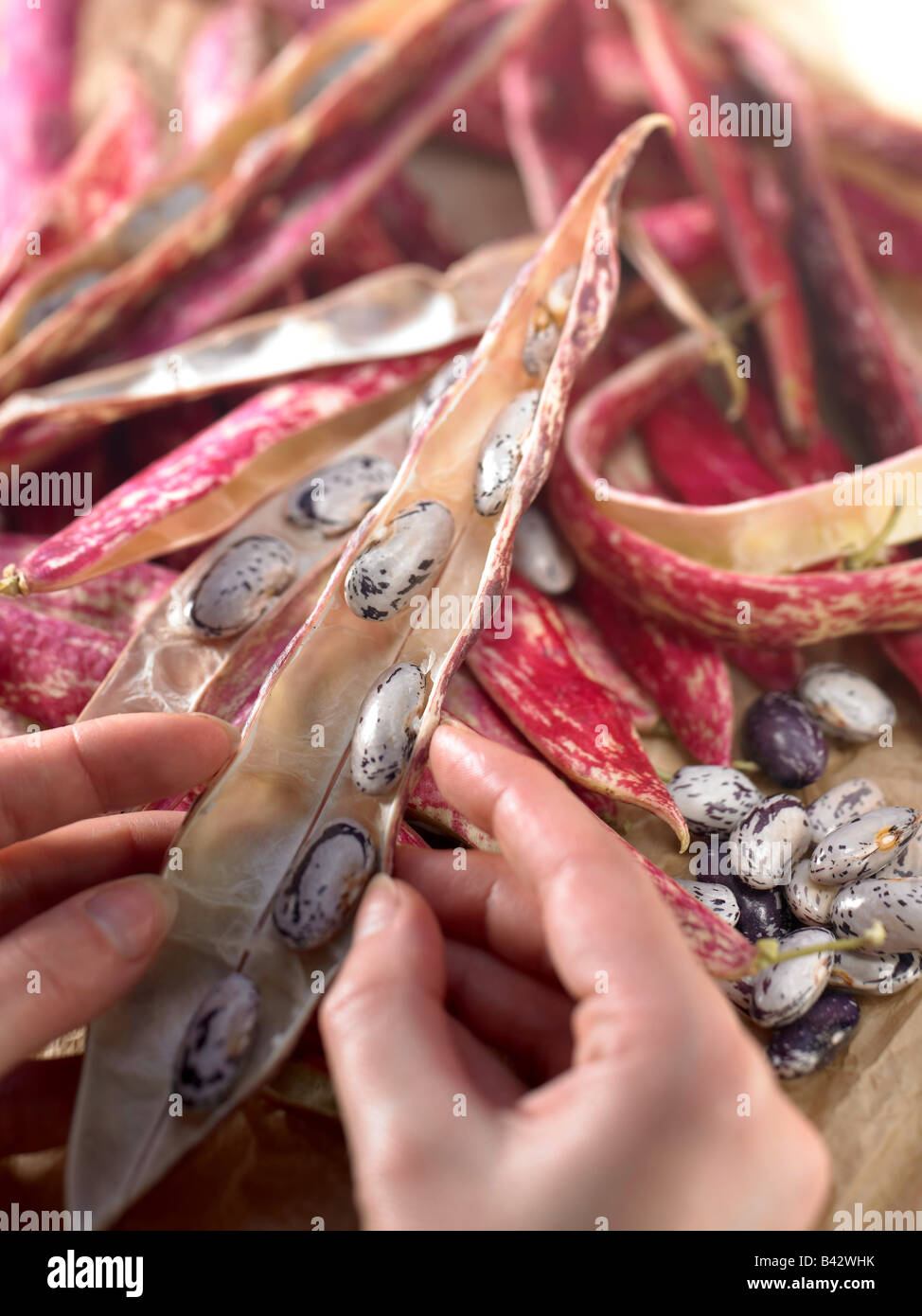 Taking the white beans out of the pods Stock Photo - Alamy