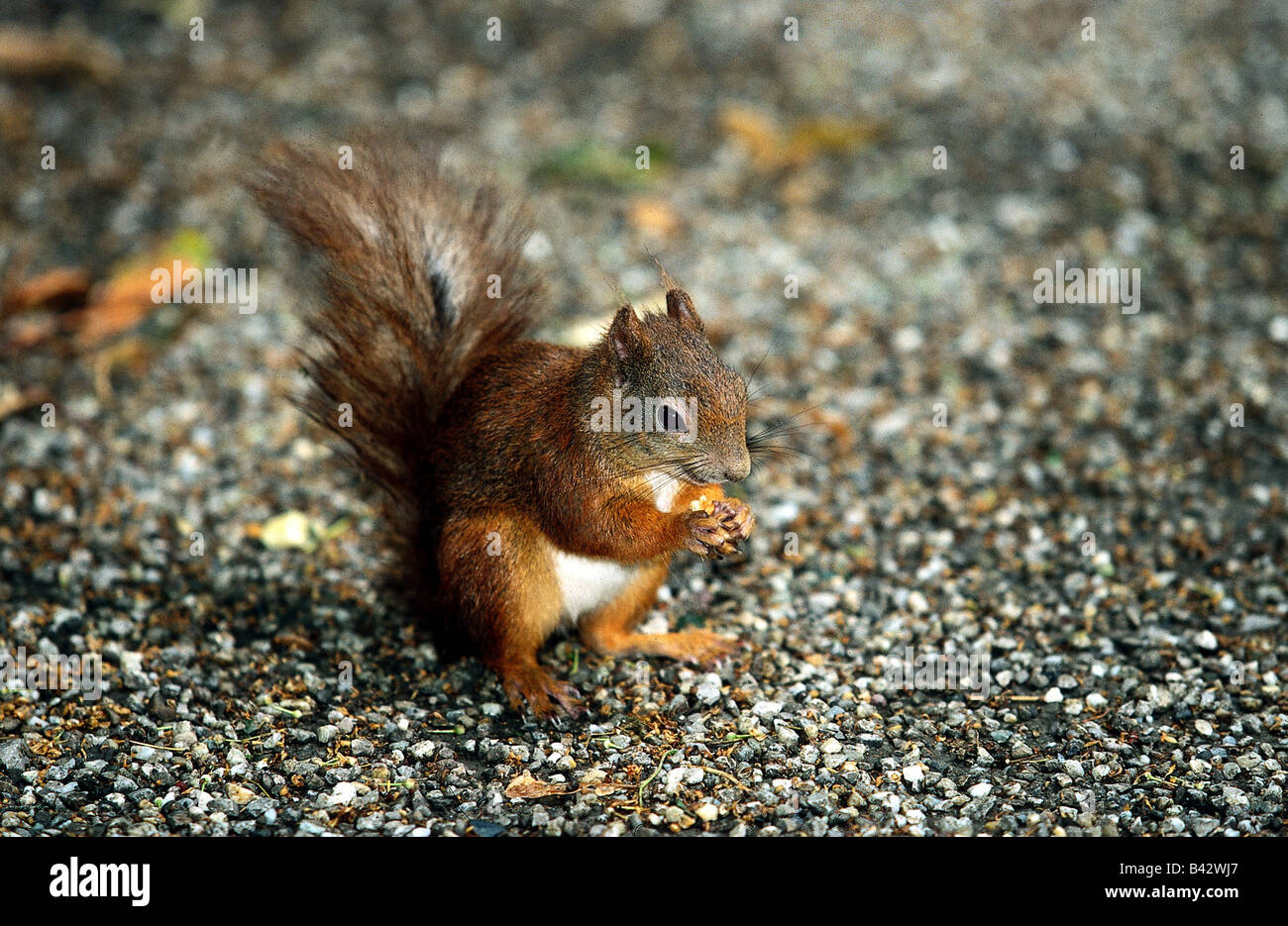 zoology / animals, mammal / mammalian, squirrel, Red Squirrel, (Sciurus ...