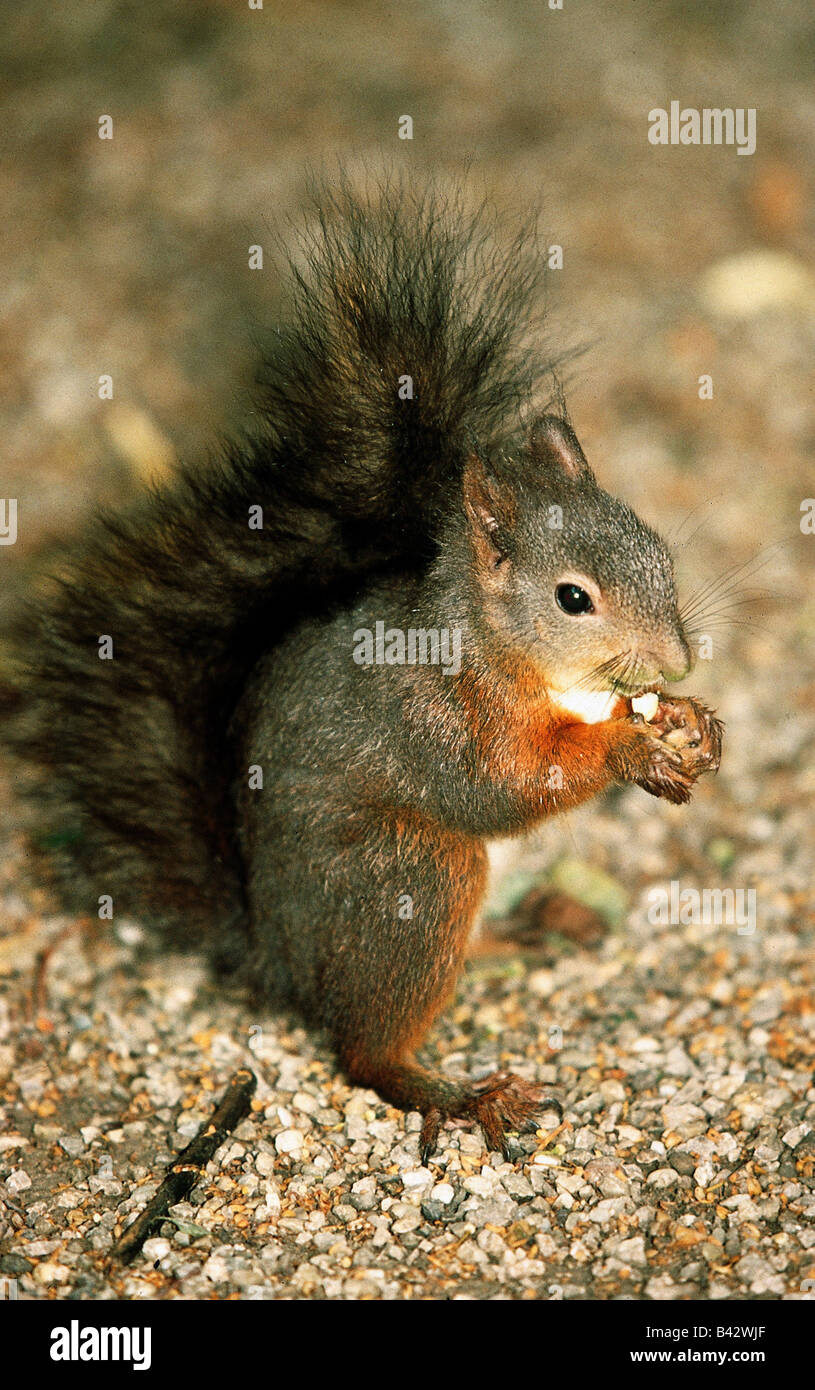 zoology / animals, mammal / mammalian, squirrel, Red Squirrel, (Sciurus ...