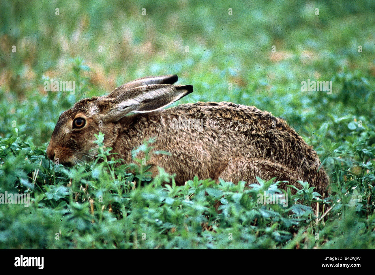 European rabbit australia hi-res stock photography and images - Alamy