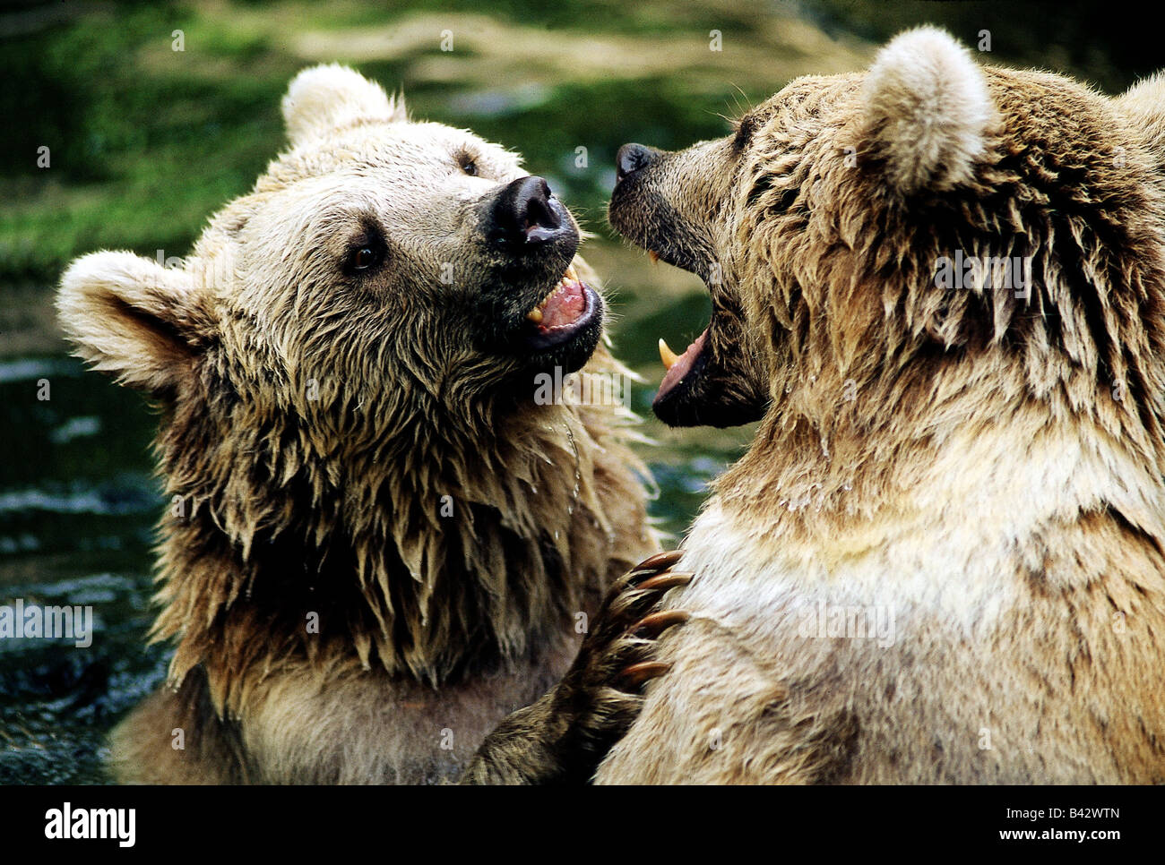 zoology, mammal / mammalian, Ursidae, Brown Bear (Ursus arctos), two ...