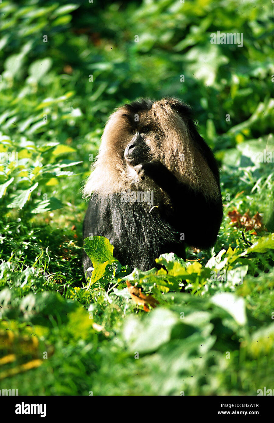 zoology / animals, mammal / mammalian, monkeys, Lion-tailed Macaque ...