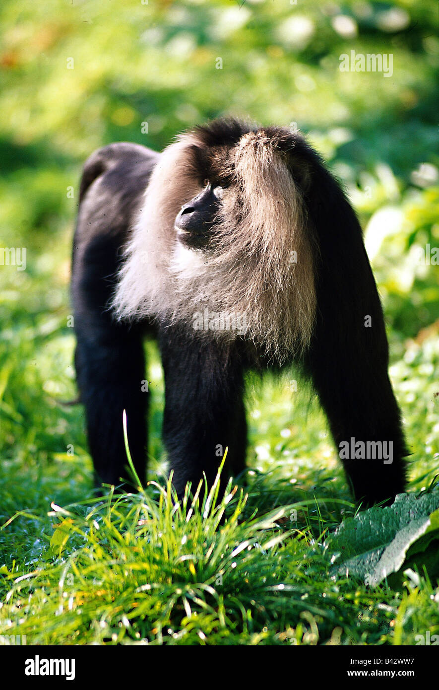Lion tailed monkeys hi-res stock photography and images - Alamy