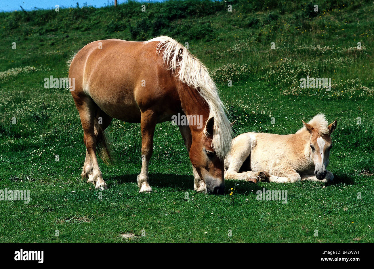 Zoology animals mammal mammalian equus hi-res stock photography and ...