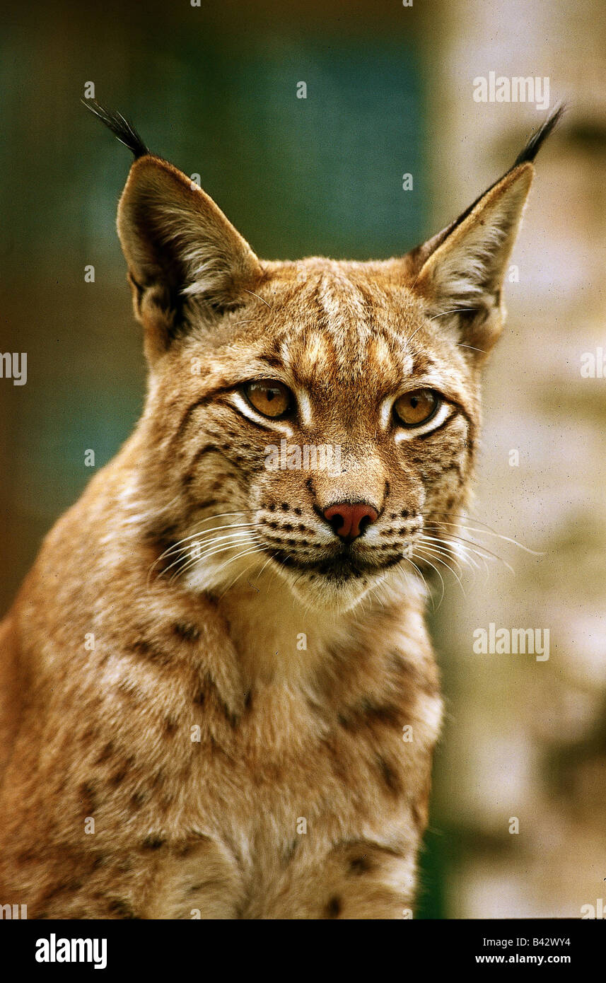 zoology / animals, mammal / mammalian, Felidae, Eurasian Lynx (Lynx ...