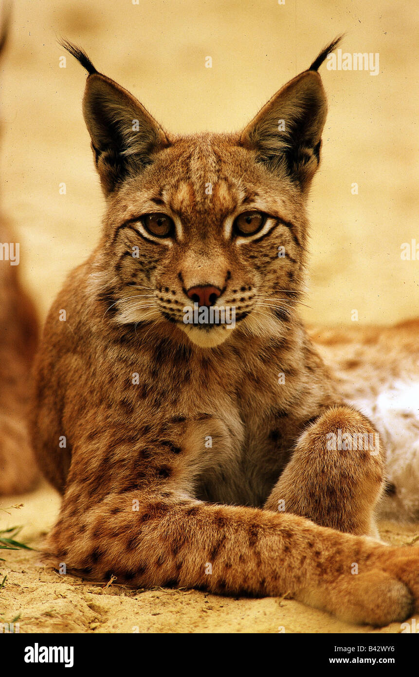zoology / animals, mammal / mammalian, Felidae, Eurasian Lynx (Lynx ...
