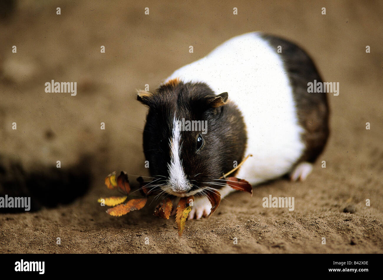 Animal cavia porcellus hi-res stock photography and images - Alamy