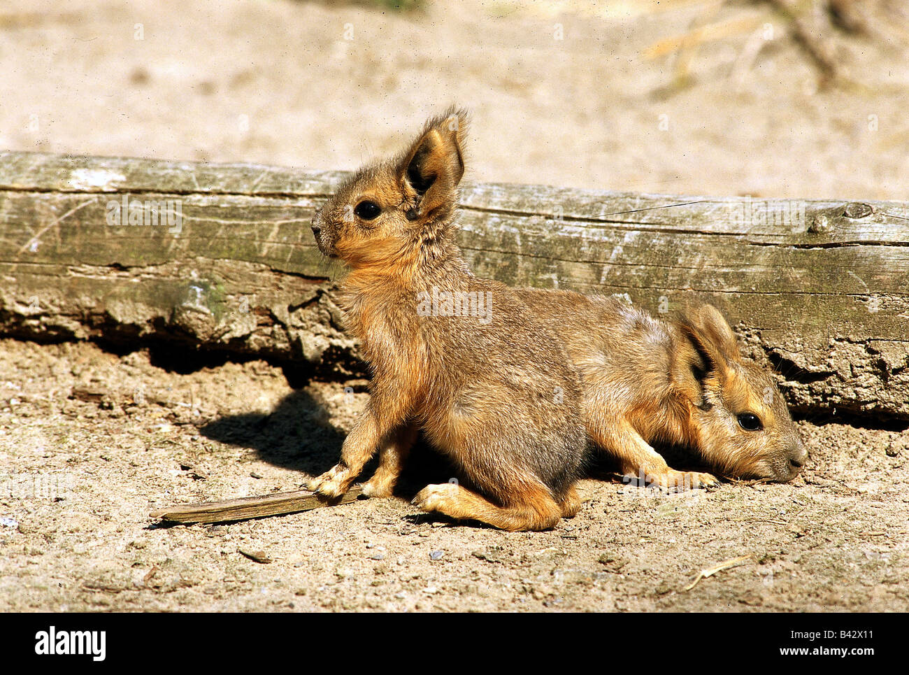 Patagonia cavy hi-res stock photography and images - Alamy