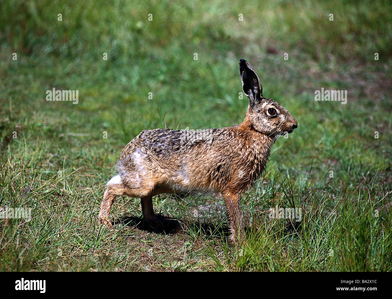 zoology / animals, mammal / mammalian, hares, European hare, (Lepus ...