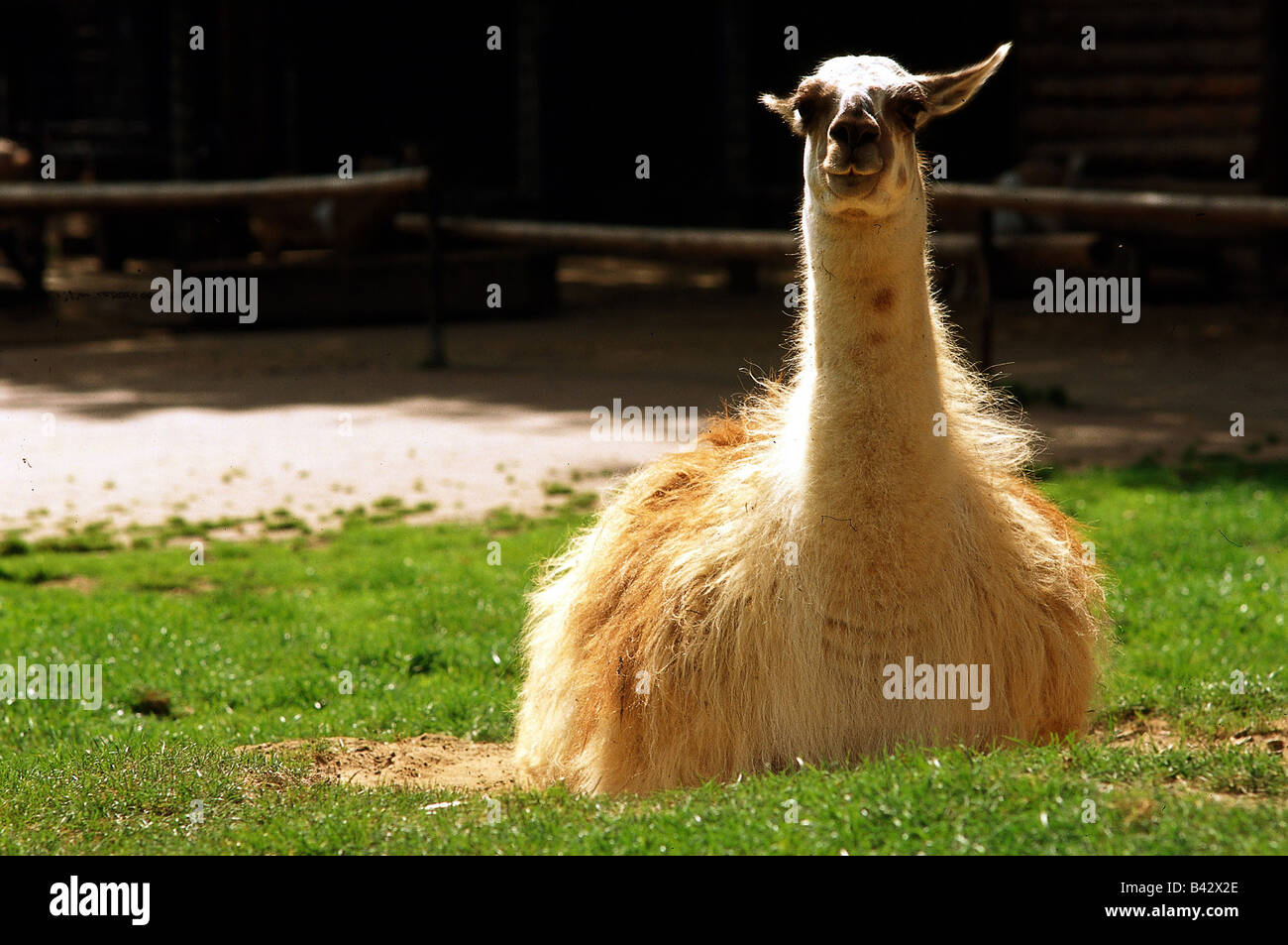 zoology / animals, mammal / mammalian, camels, llama, (llama glama ...