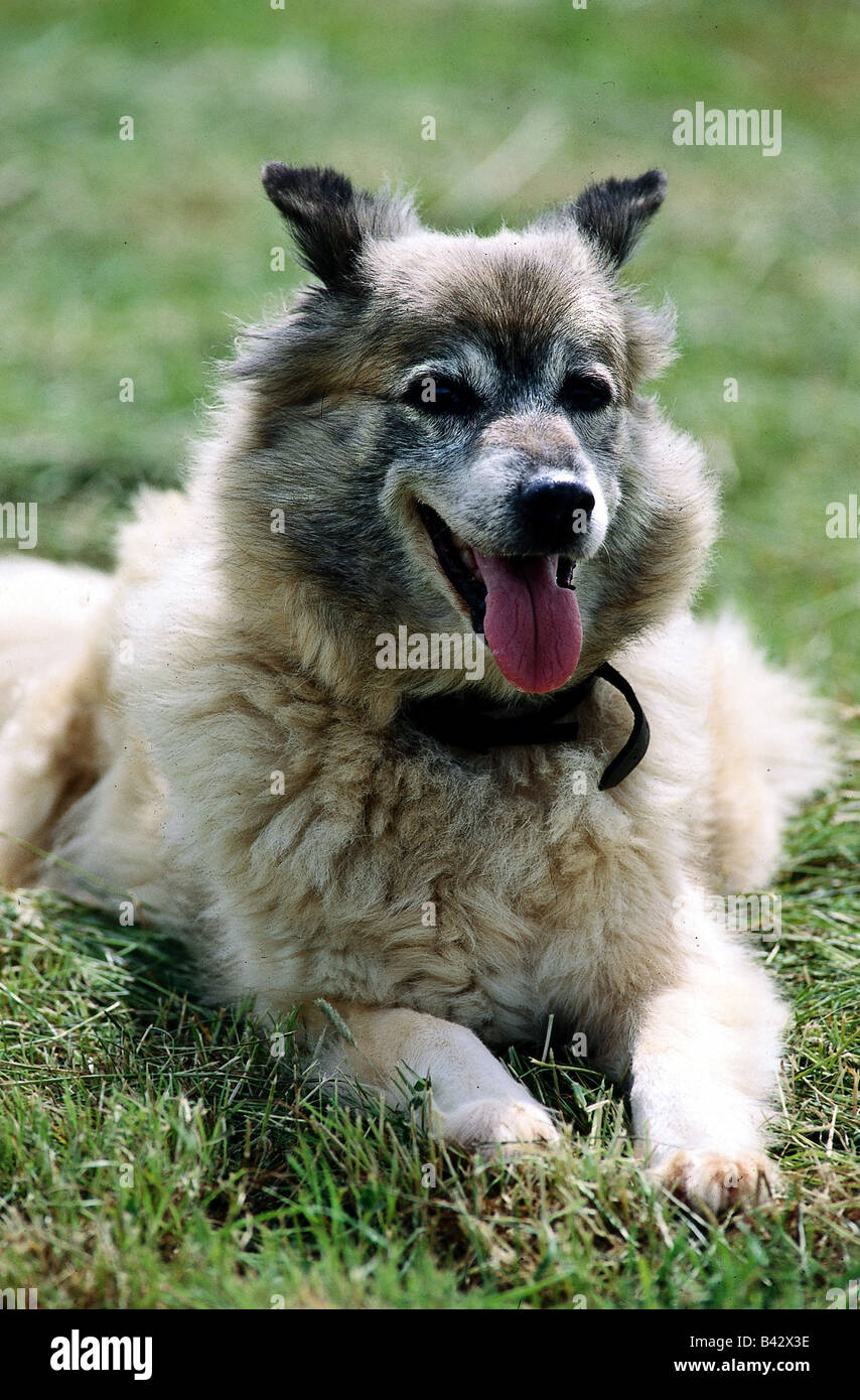 zoology / animals, mammal / mammalian, dogs, (Canis lupus familiaris ...