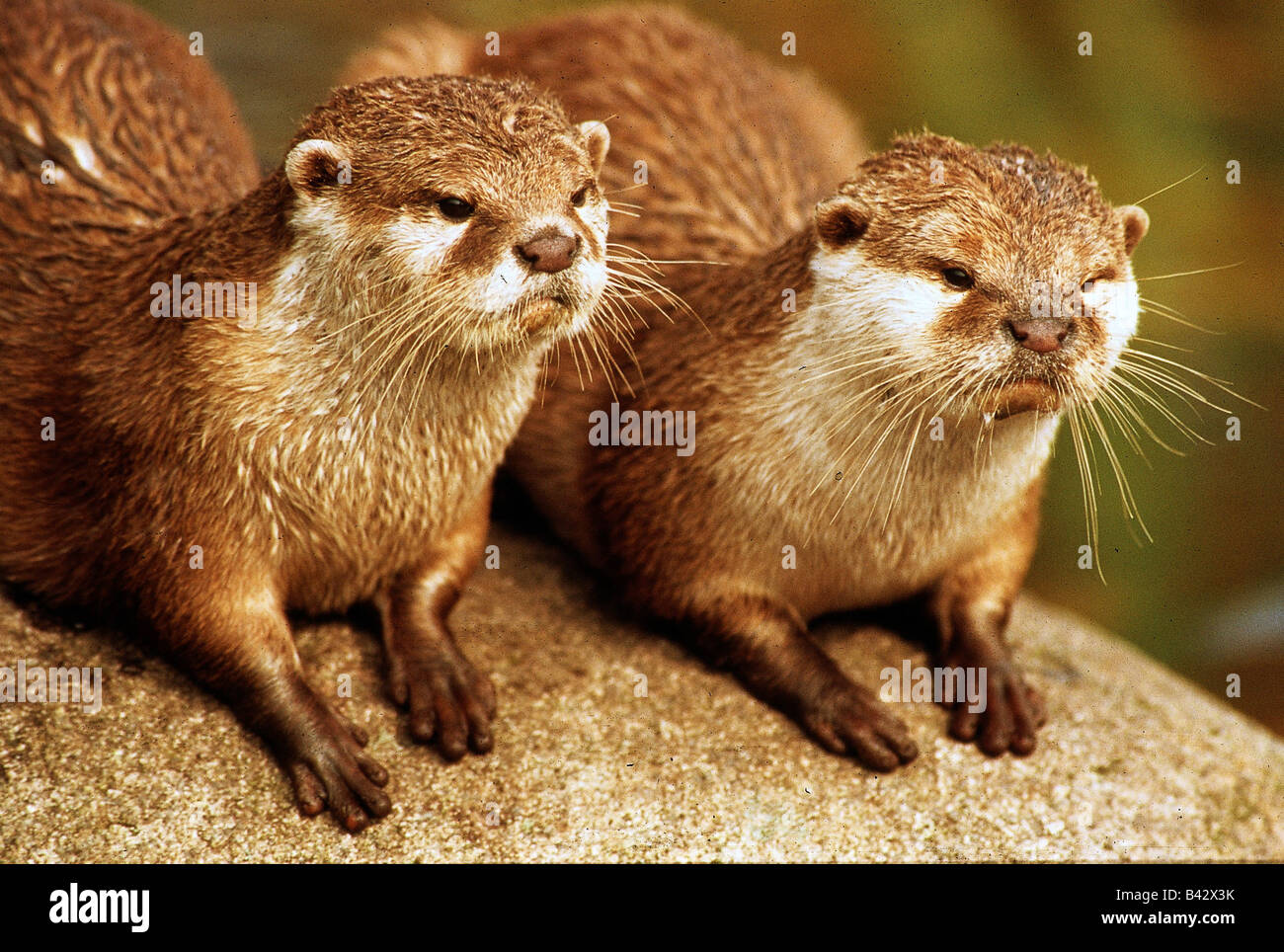 Two otters lying on rock hi-res stock photography and images - Alamy