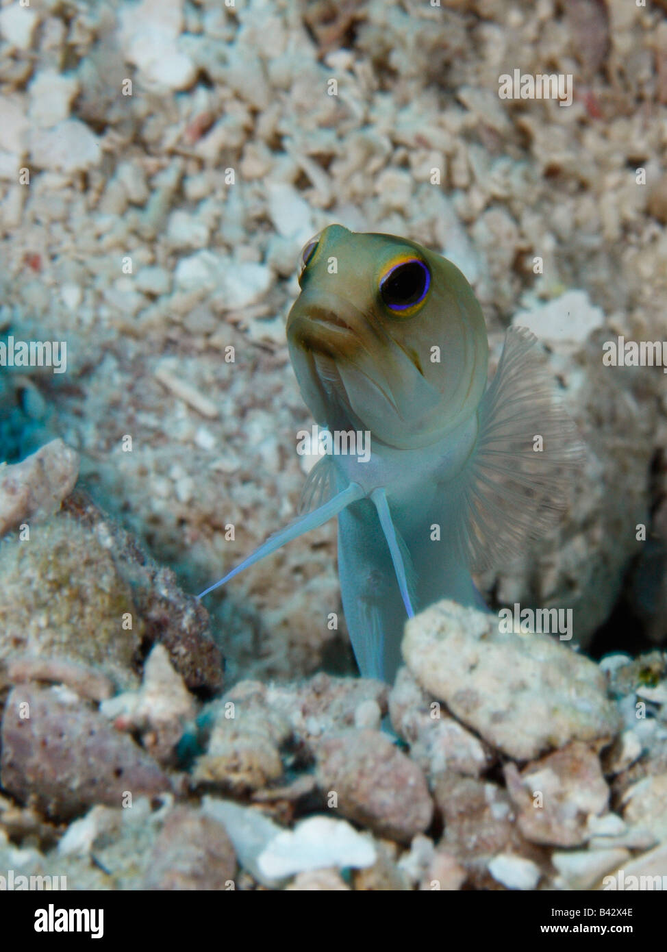 Yellowhead jaw fish hi-res stock photography and images - Alamy