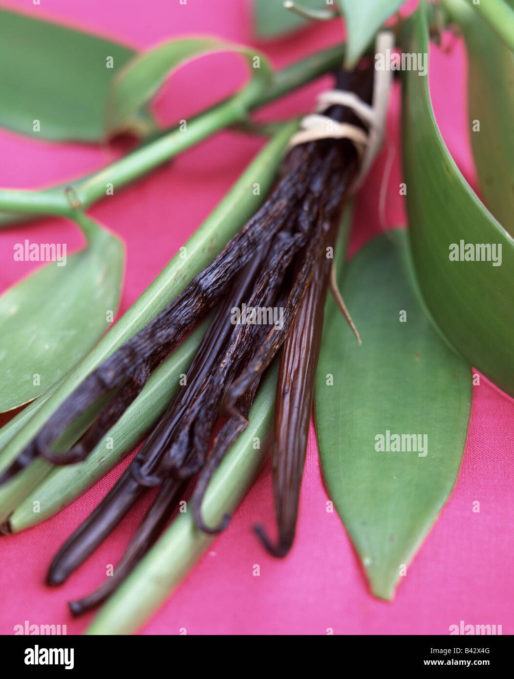 Vanilla pods bundle hi-res stock photography and images - Alamy