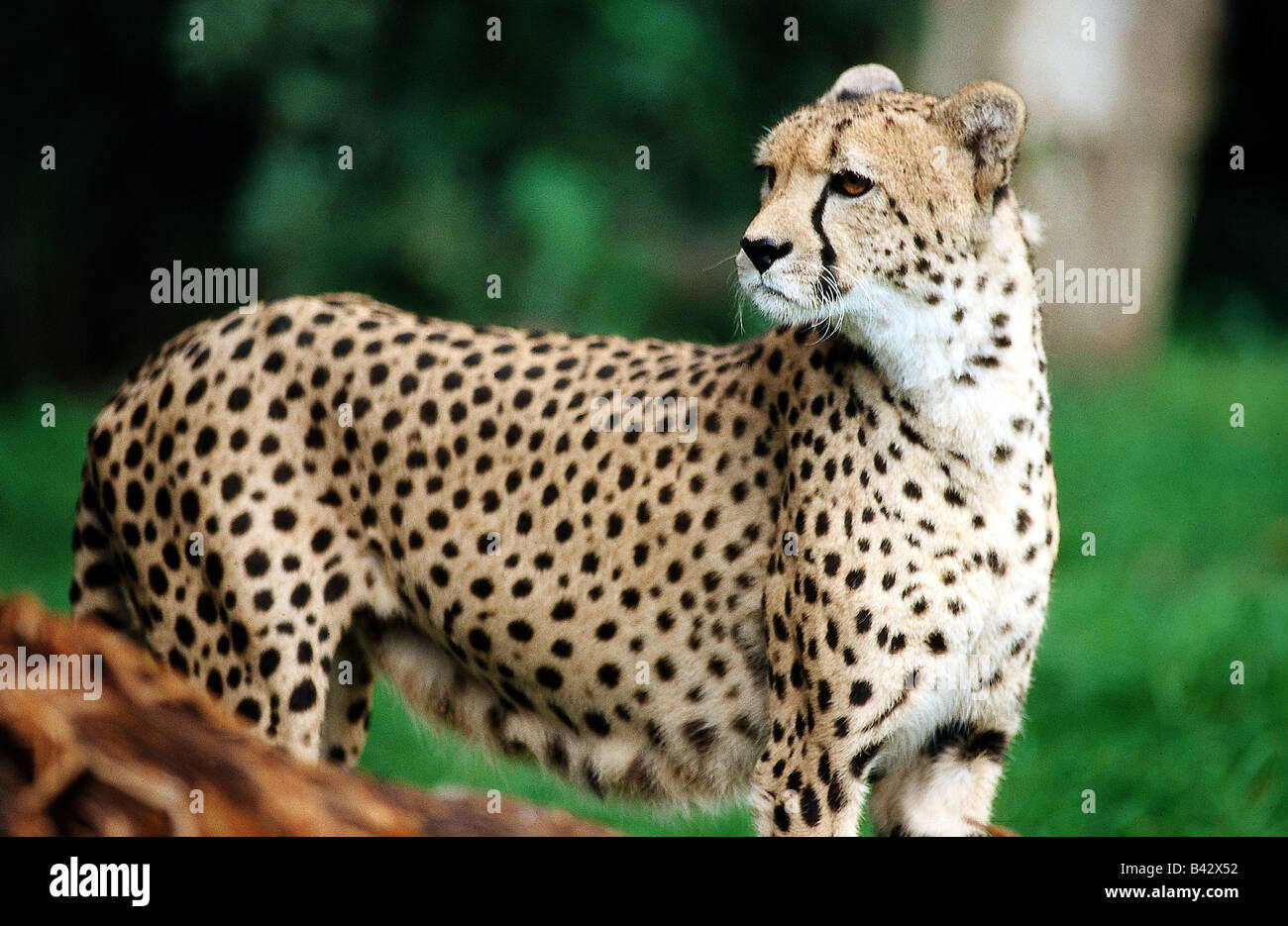 zoology / animals, mammal / mammalian, cheetah, (Acinonyx jubatus ...