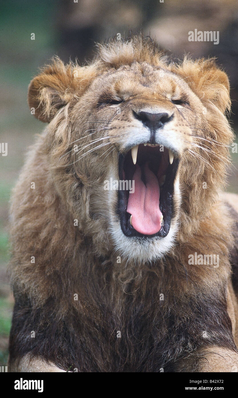 zoology / animals, mammal / mammalian, Felidae, Lion (Panthera leo ...