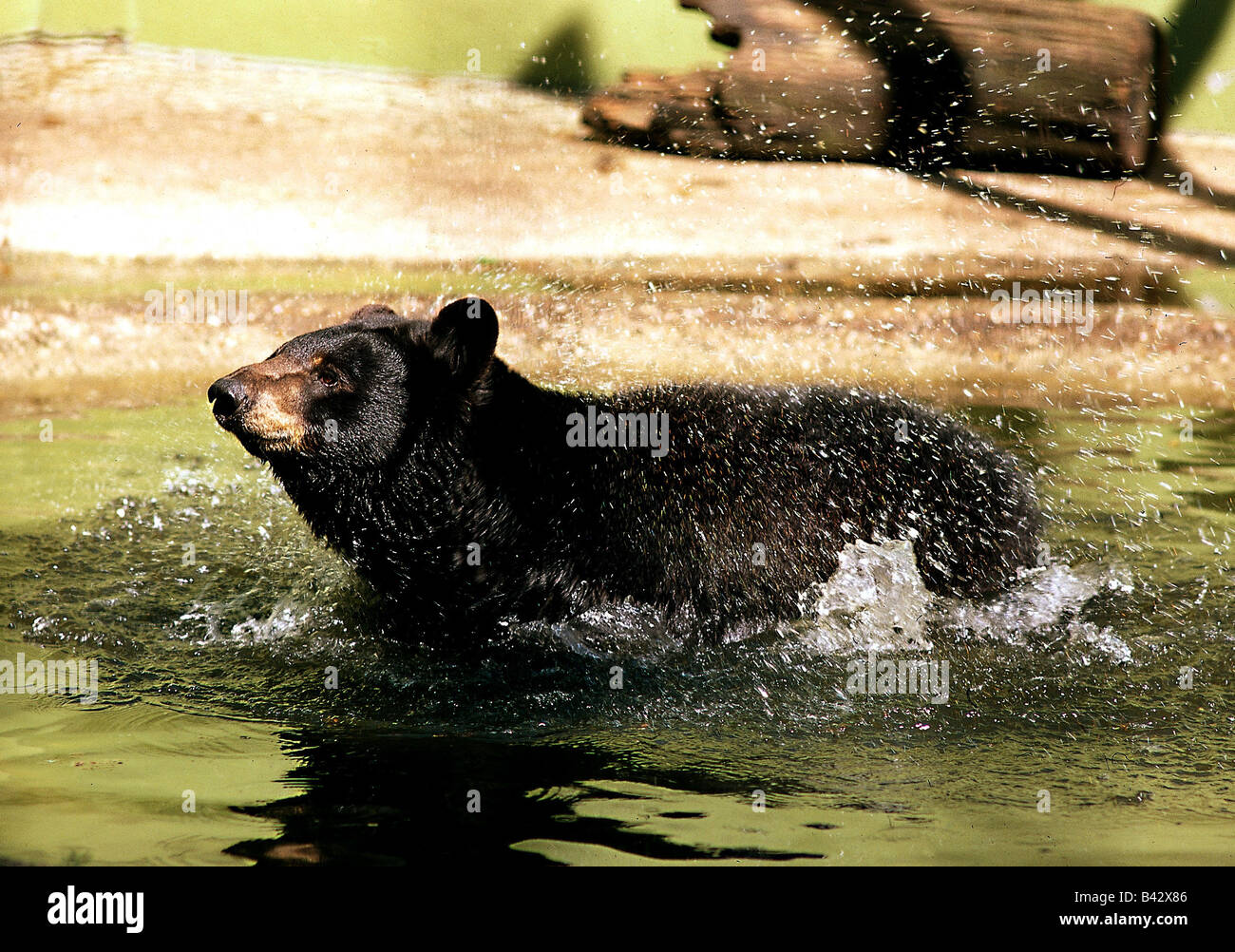 zoology / animals, mammal / mammalian, bears, American Black Bear ...