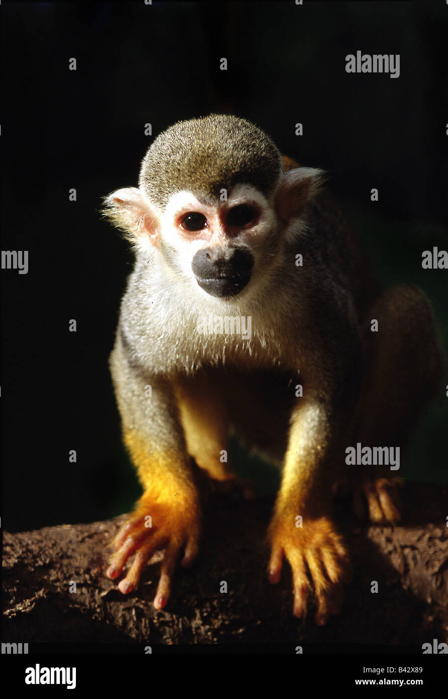 zoology /animals, mammal / mammalian, monkeys, Common Squirrel Monkey ...
