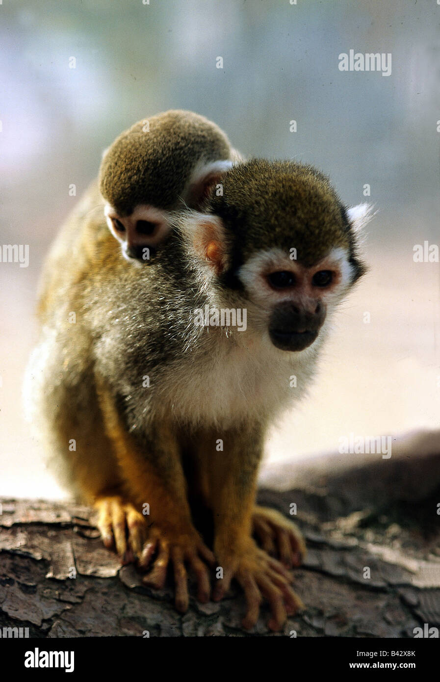 zoology /animals, mammal / mammalian, monkeys, Common Squirrel Monkey ...