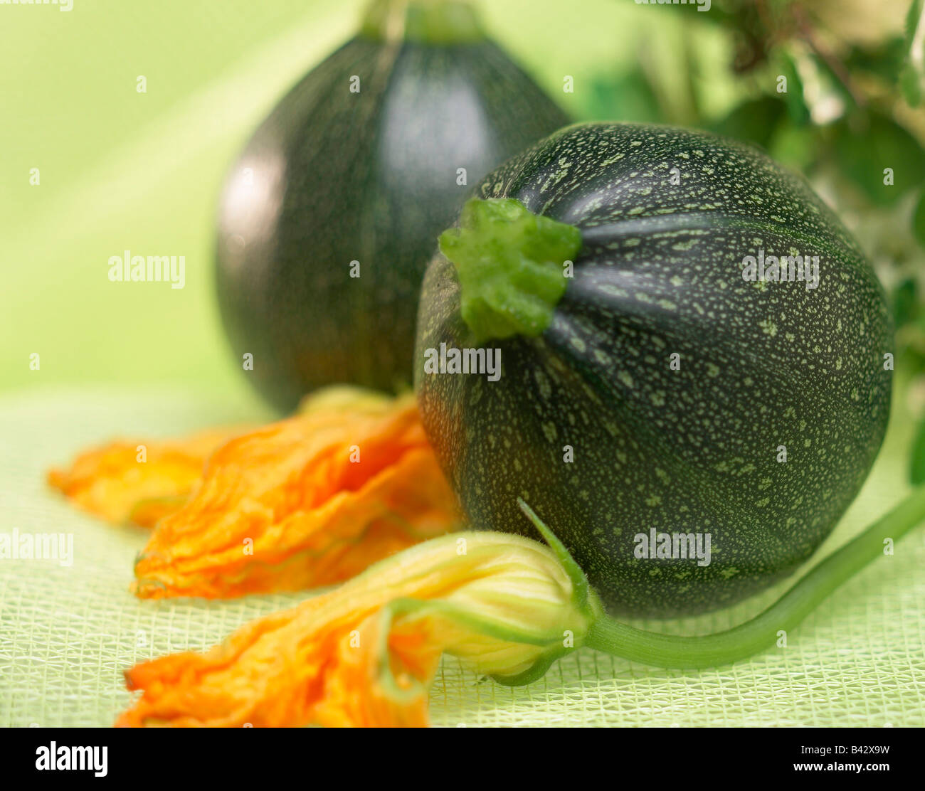Round courgettes with courgette flowers Stock Photo - Alamy