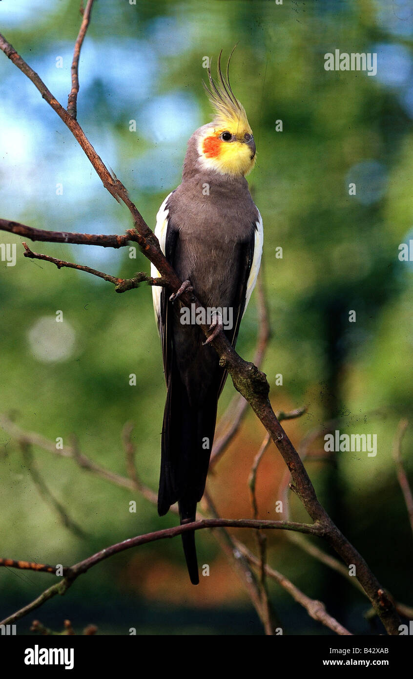 Cockatiel Zoologist at Teresa Burks blog