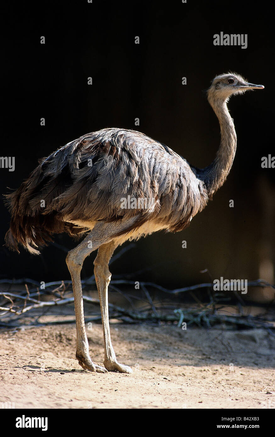 zoology / animals, avian / birds, Darwin's Rhea, (Pterocnemia pennata ...