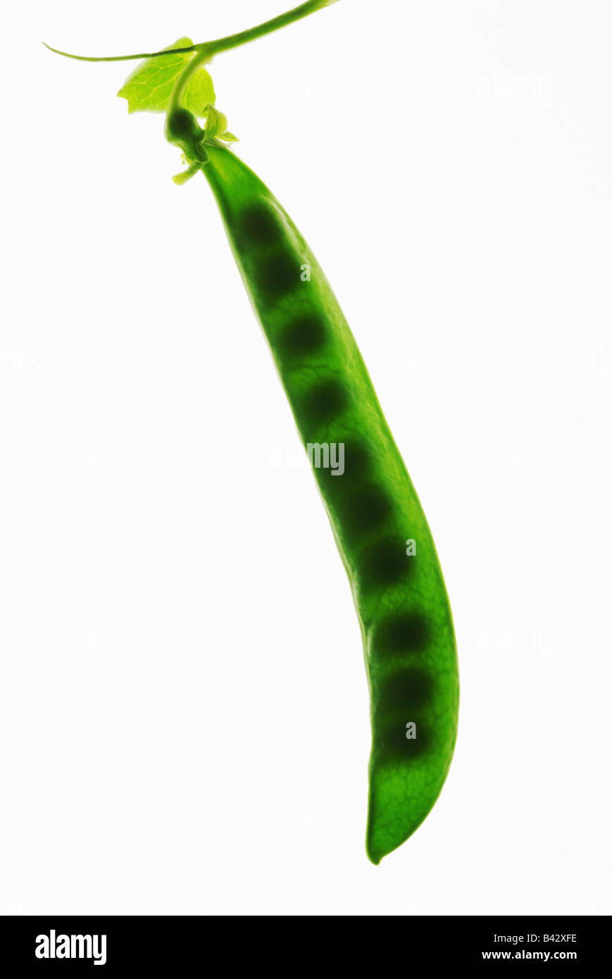 pod of peas Stock Photo - Alamy