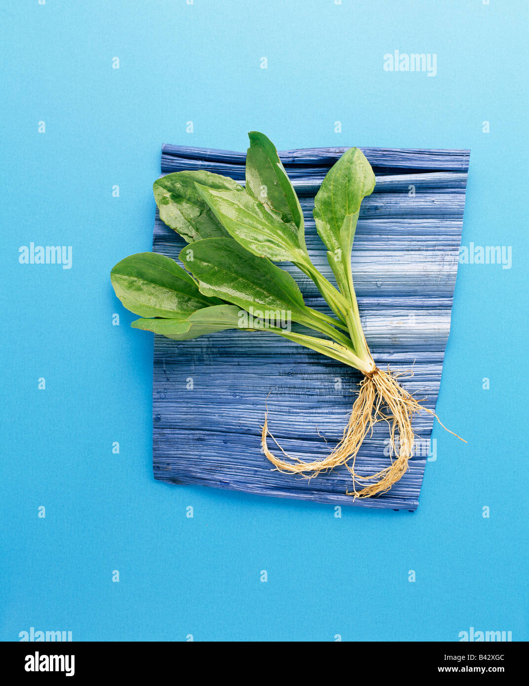 Sorrel root hi-res stock photography and images - Alamy