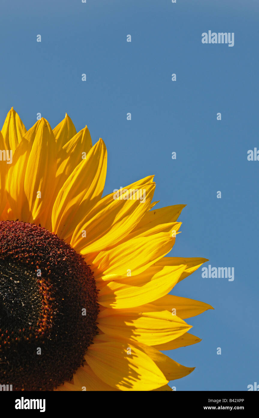 Sunflower section hi-res stock photography and images - Alamy