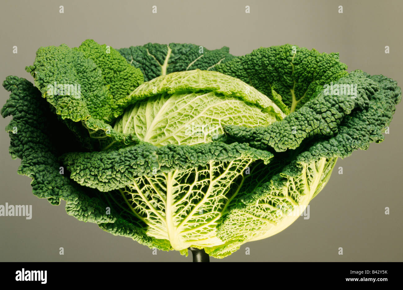 Curly cabbage hi-res stock photography and images - Alamy