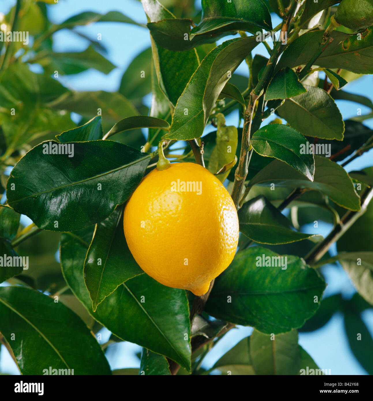 Lemon on the tree Stock Photo - Alamy