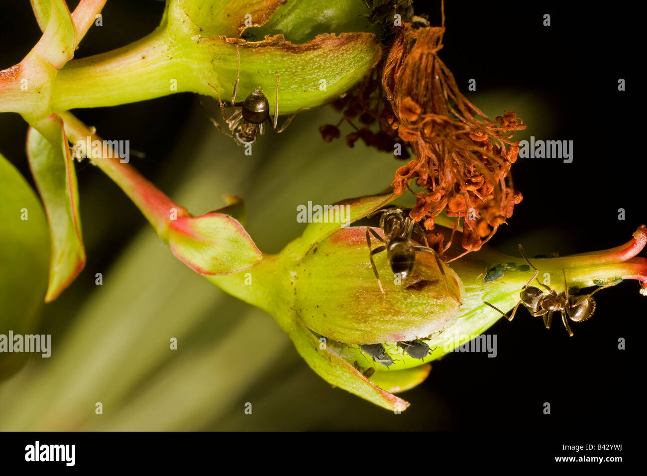 Ants farming aphids for honey dew Stock Photo - Alamy Ants farming aphids for honey dew Stock Photo - Alamy