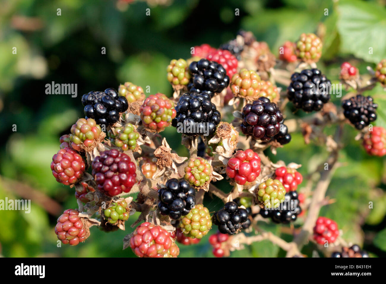Wild blackberry hi-res stock photography and images - Alamy