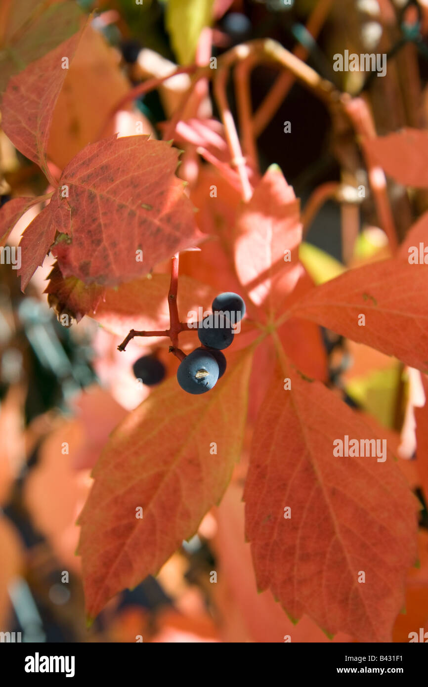 grapes and leaves of grapevine Stock Photo - Alamy