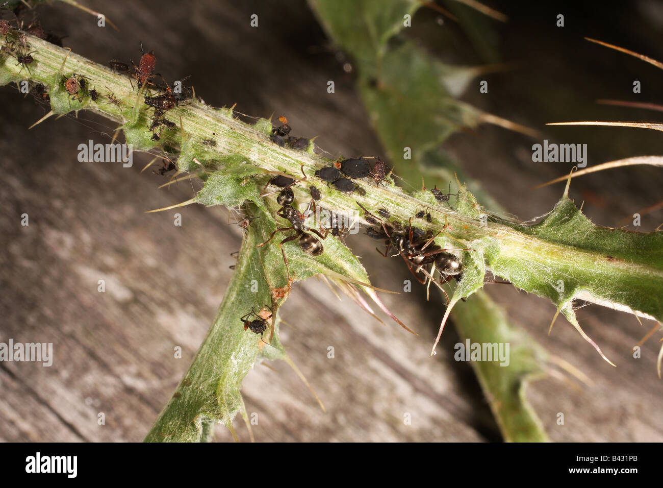 Ants farming aphids for honey dew Stock Photo - Alamy