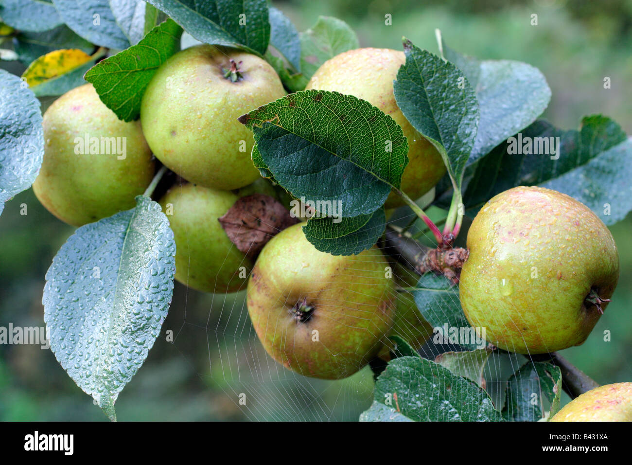 EATING APPLE MALUS DOMESTICA ASHMEADS KERNEL AGM Stock Photo - Alamy