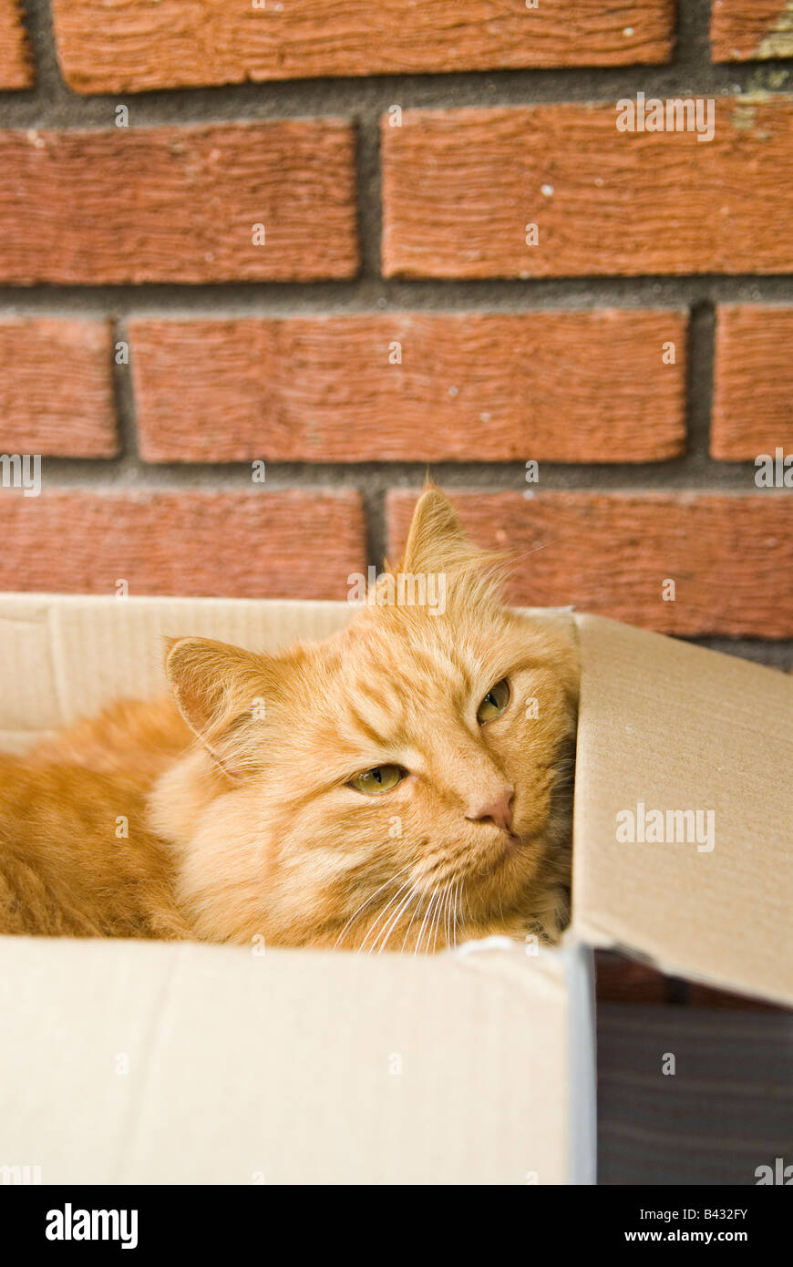 Cat in a box Stock Photo - Alamy
