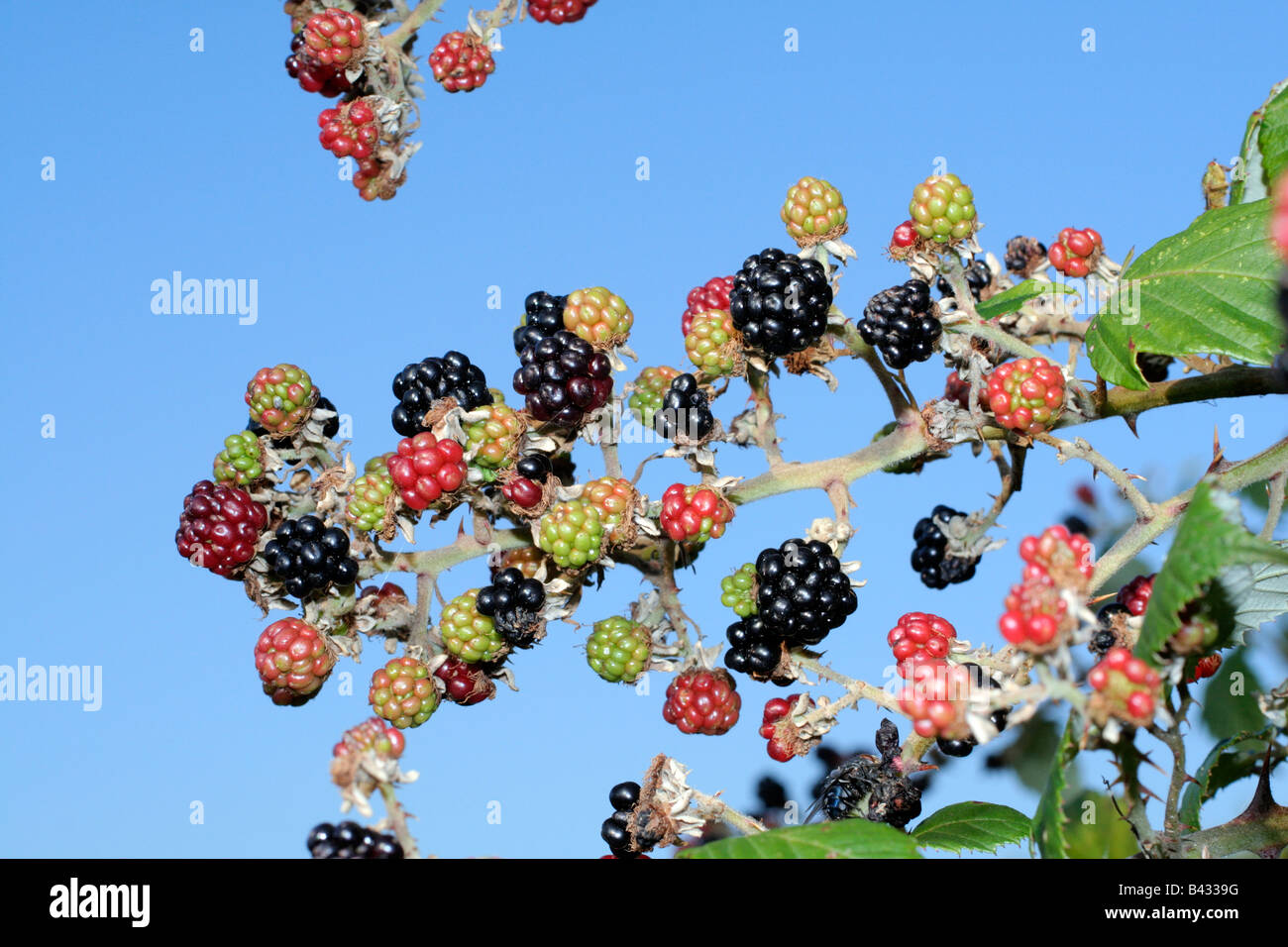 RUBUS FRUTICOSUS WILD BLACKBERRY Stock Photo - Alamy