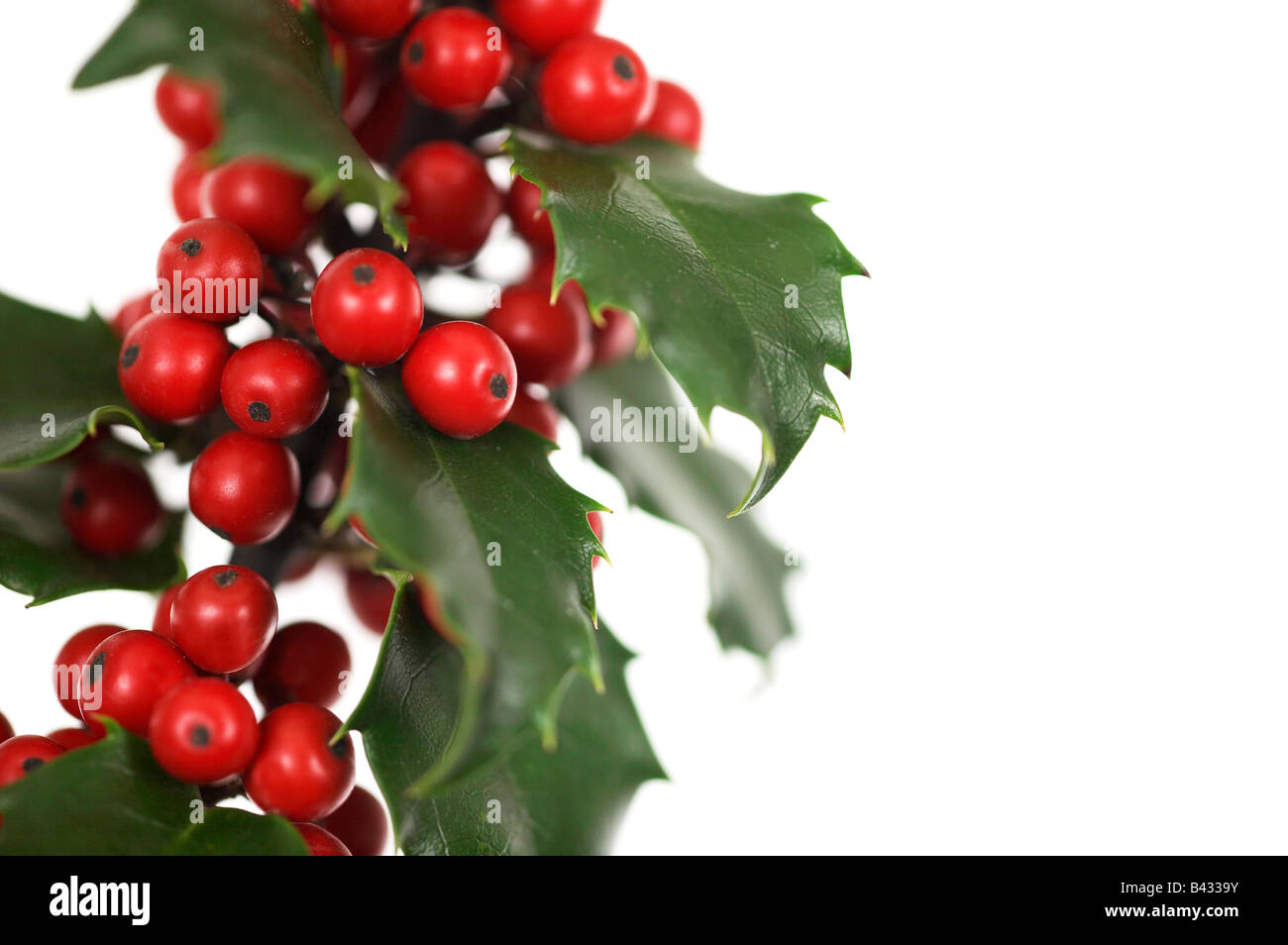 Common holly isolated hi-res stock photography and images - Alamy