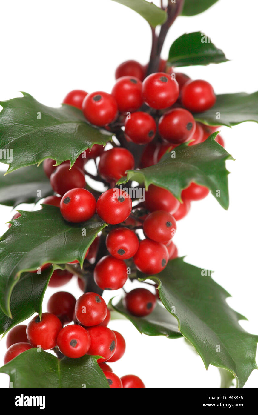 Ilex aquifolium Common Holly Stock Photo - Alamy