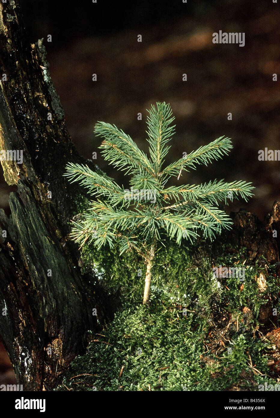 botany, Spruce, (Picea), Norway Spruce, (Picea abies), young leaves, at ...