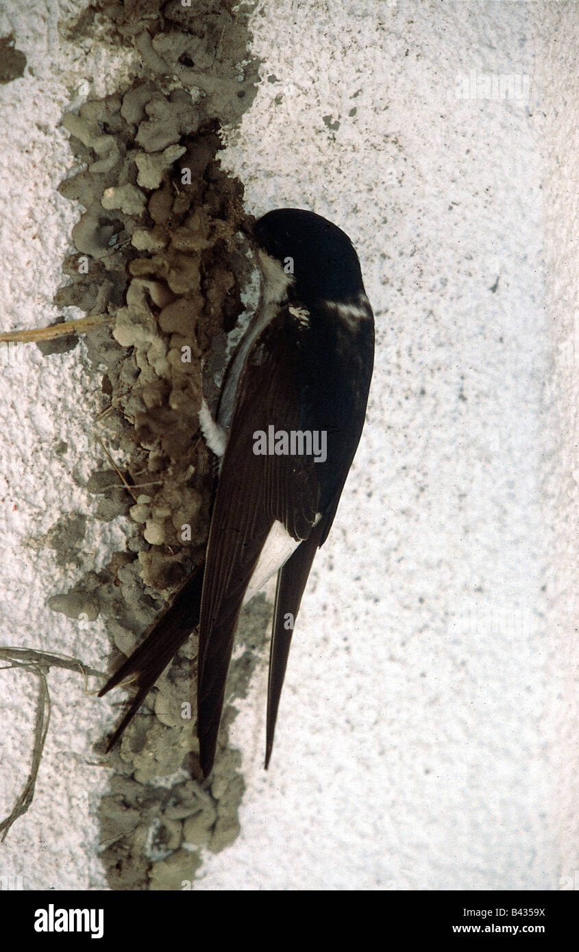 House sparrow house martin nest hi-res stock photography and images - Alamy