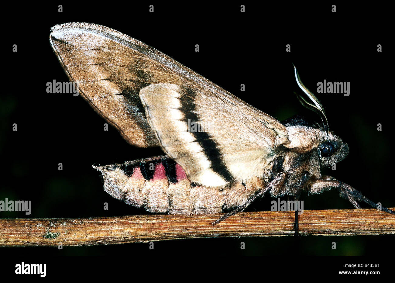 zoology / animals, insect, butterflies, Privet hawkmoth, (Sphinx ...