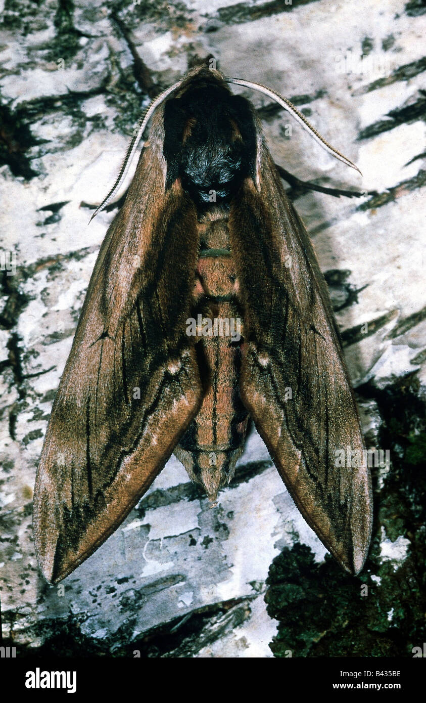 Ligustri hi-res stock photography and images - Alamy