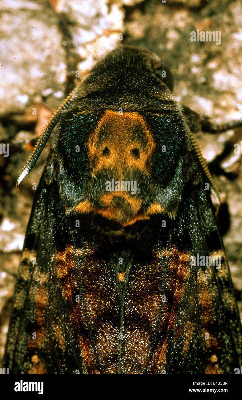 zoology / animals, insect, butterflies, Death's-head Hawk, (Acherontia ...
