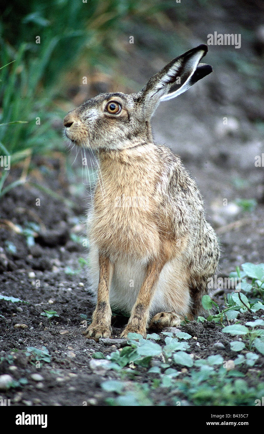 European rabbit australia hi-res stock photography and images - Alamy