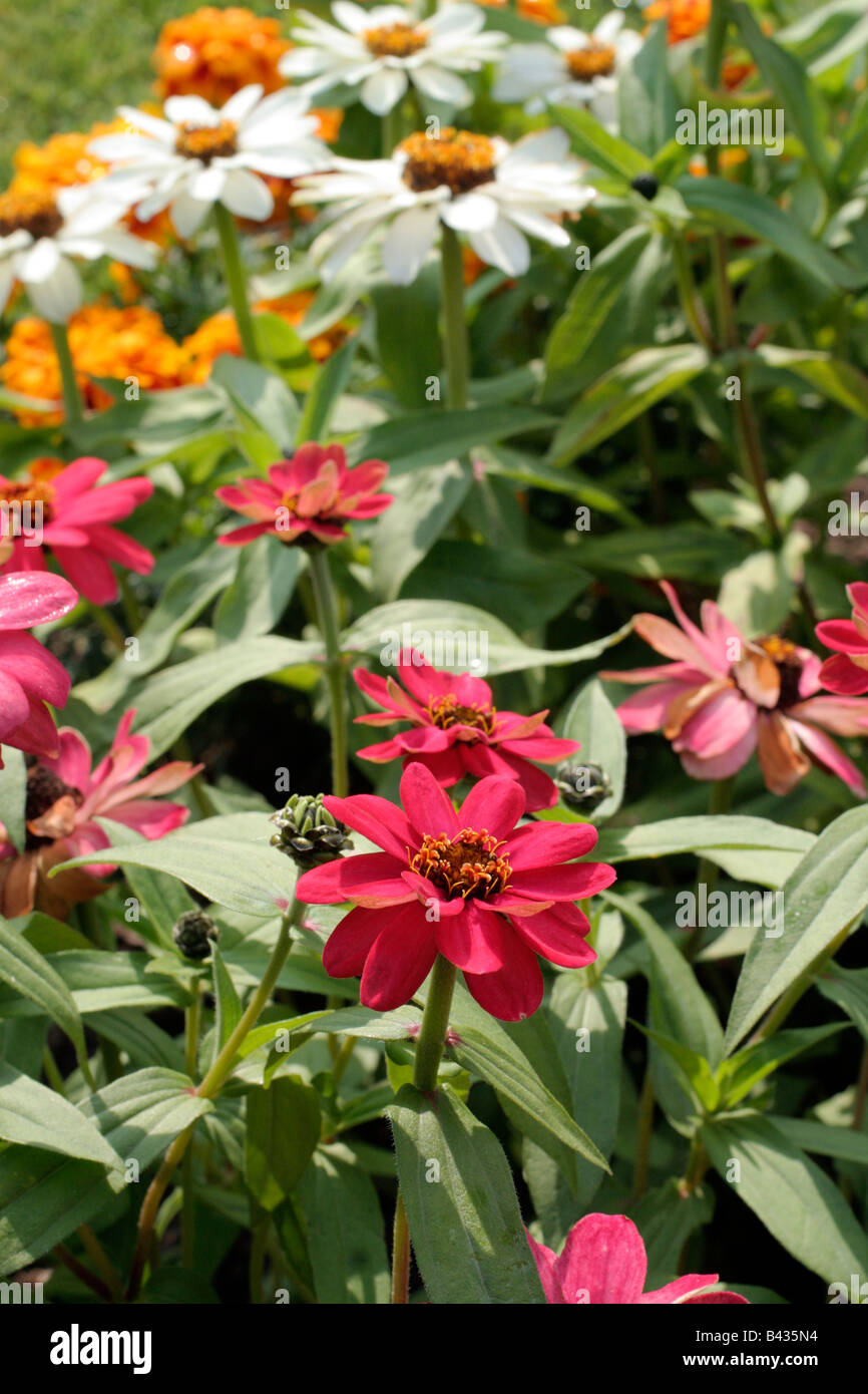 ZINNIA PROFUSION CHERRY Stock Photo - Alamy
