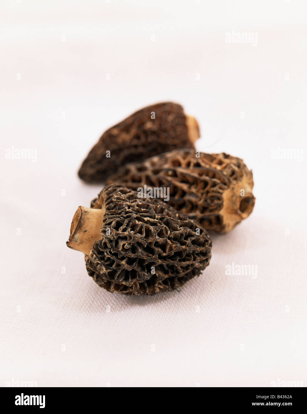 Morel cut out hi-res stock photography and images - Alamy