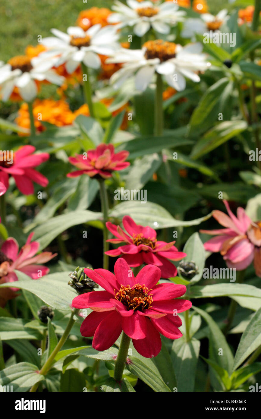 ZINNIA PROFUSION CHERRY Stock Photo - Alamy