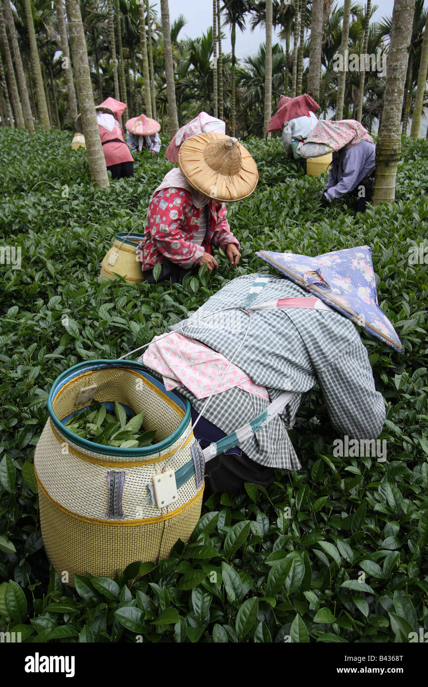 Tea pickers in Taiwan Stock Photo - Alamy